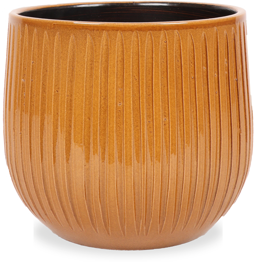 Pablo (18cm) – Plantsome