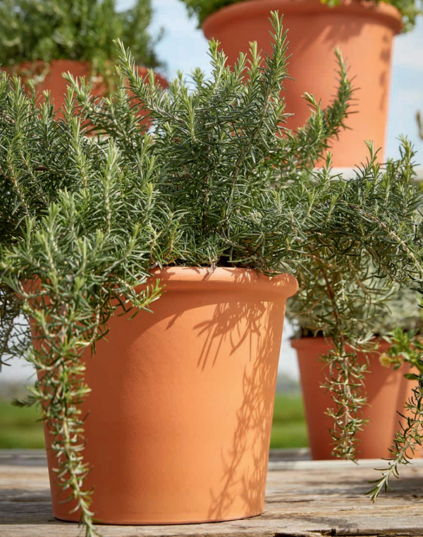 Lua (18cm) – Plantsome