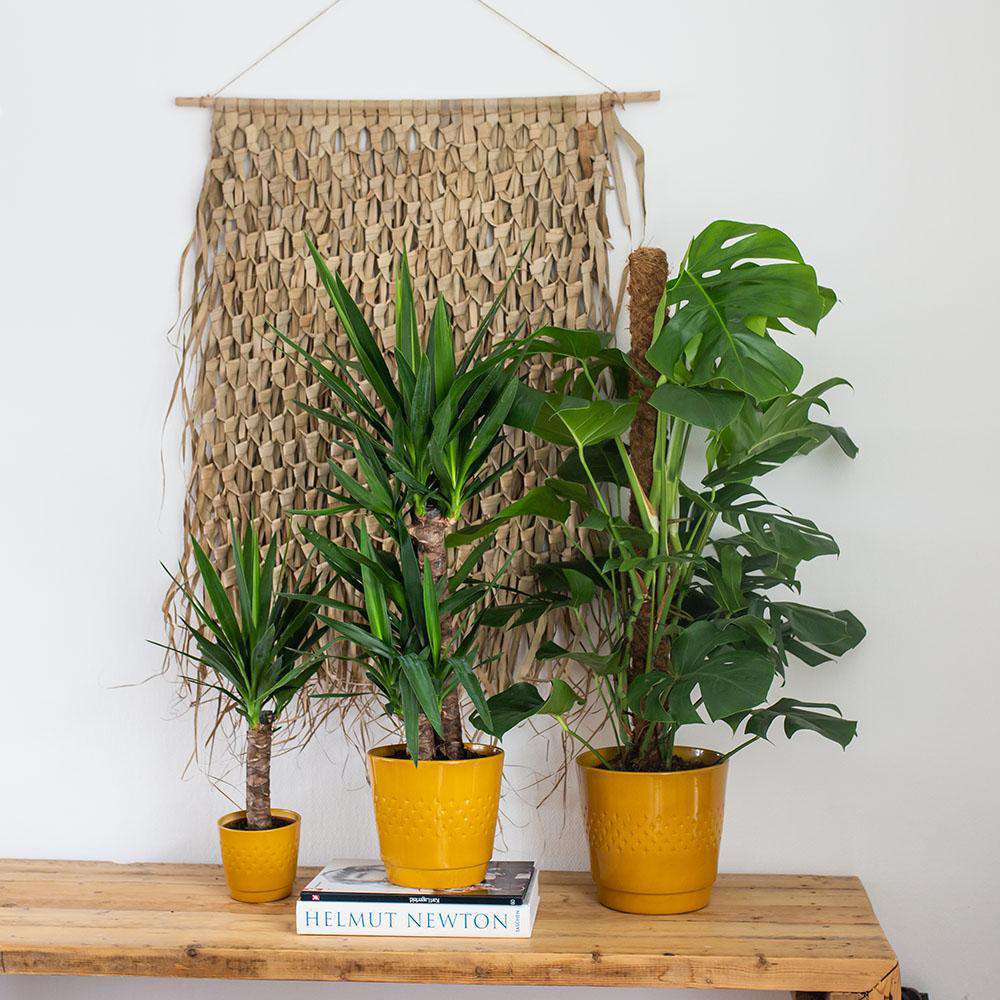 Creatief met mosstok: een Monstera opbinden – Plantsome