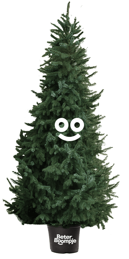 Kerstboom met kluit - 175 - 200cm - BeterBoompje x Plantsome