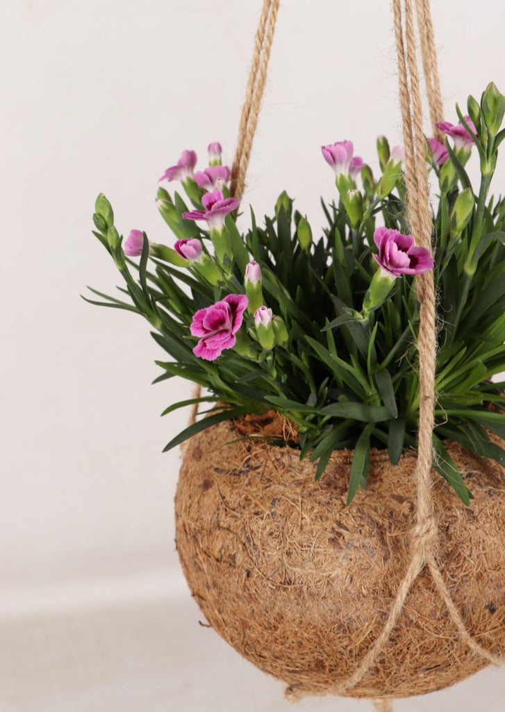 Dianthus pink kisses (Anjer) in Kokodama kopen | Plantsome