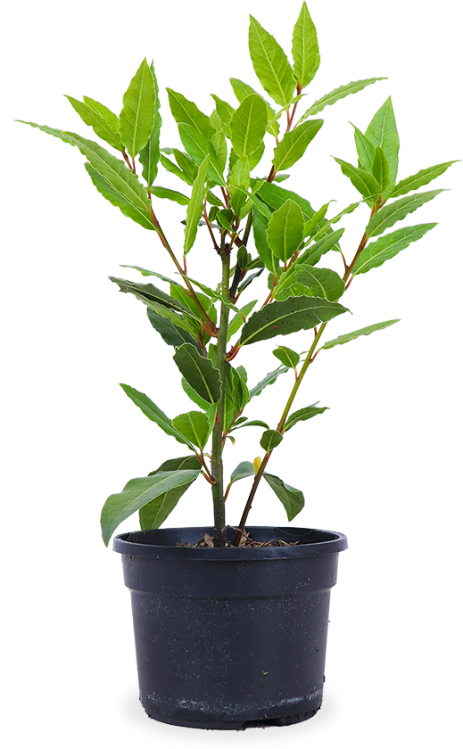 Laurier (Laurus nobilis) Biologisch kopen | Plantsome