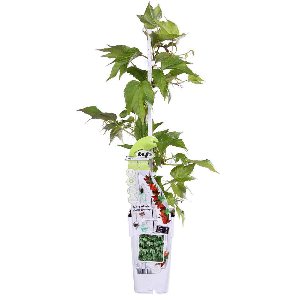 Parthenocissus Green Sprin (Wilde Wingerd) kopen | Plantsome