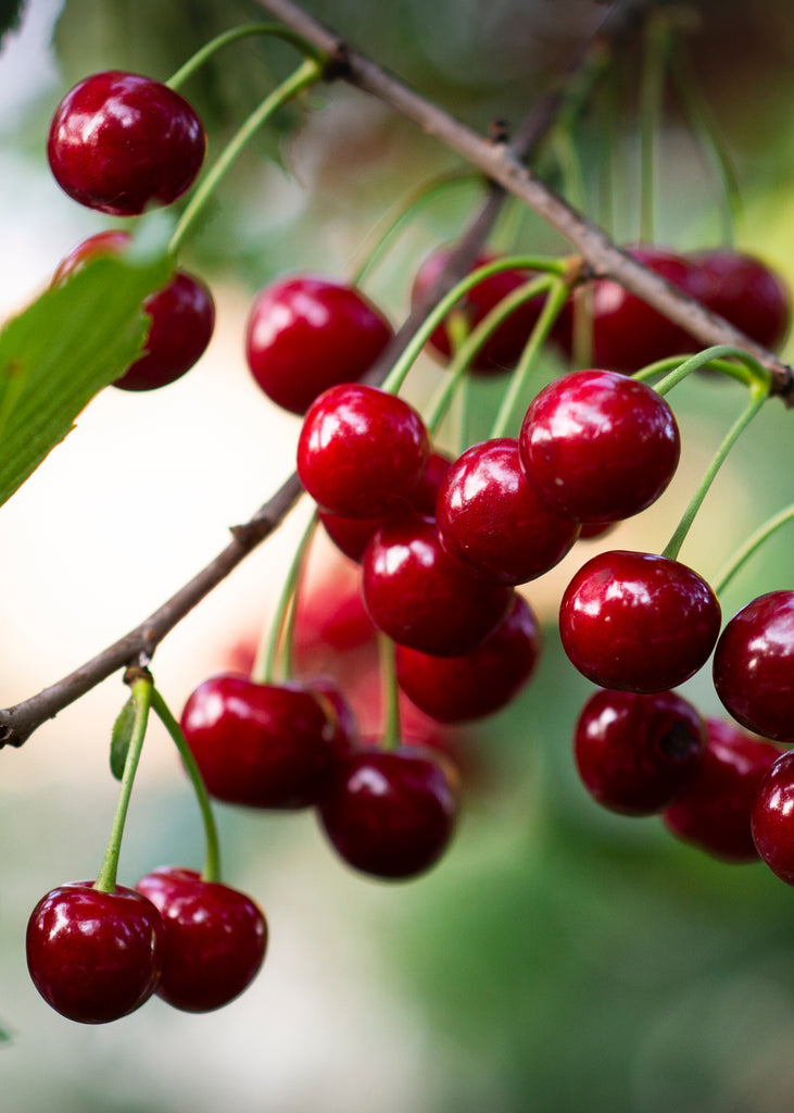 De Mini-Boomgaard - Appel, Peer, Kers en Pruimenboom - Plantsome