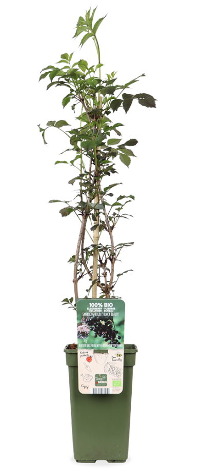 Sambuca nigra (Zwarte vlier) online kopen | Snel thuisbezorgd | Plantsome