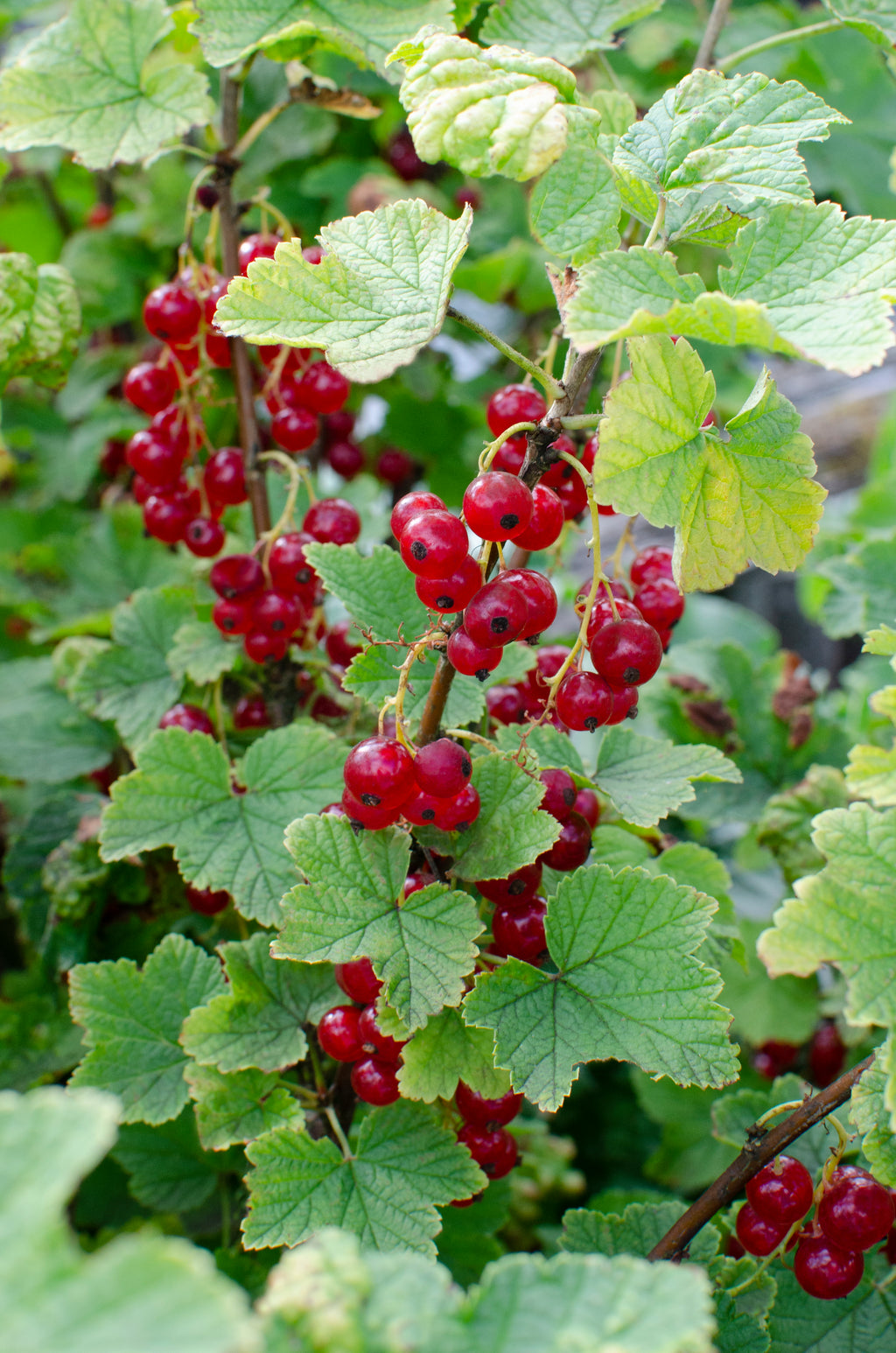 Ribes ribest (Aalbes) online kopen | Plantsome