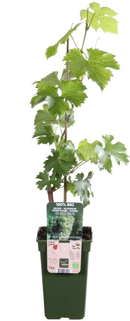 Vitis vinifera (Druif) online kopen | Plantsome