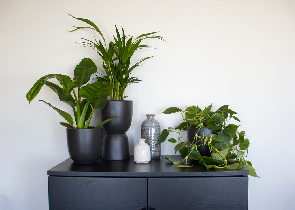 Makkelijke kastplant – Plantsome
